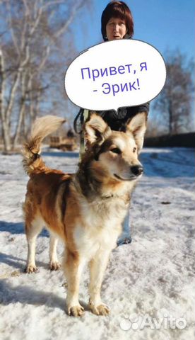 Пёс Эрик ищет дом
