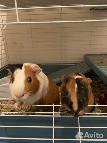 Морские свинки