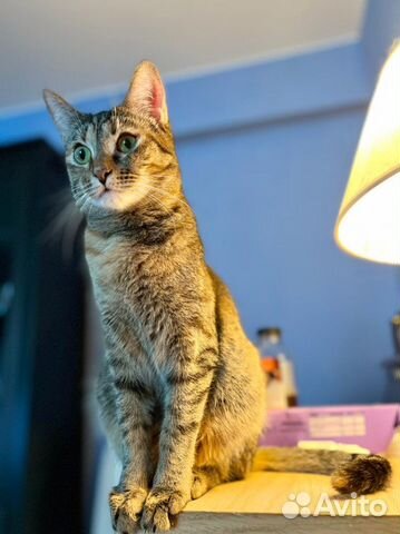 Кошечка Ума в добрые руки