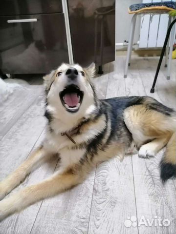 Ищем семью красивой девочке