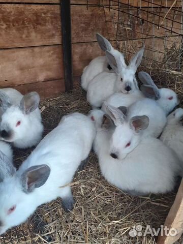 Кролики калифорнийцы На фото родители