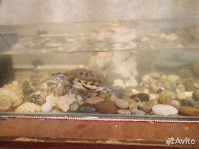 Красноухая черепаха