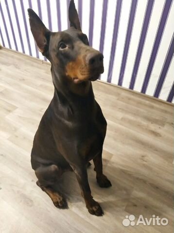 Отдам в добрые руки