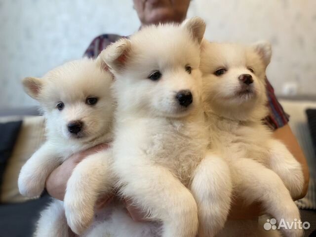 Самоедская лайка (девочка )