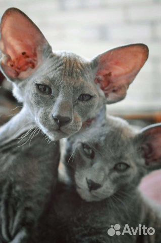Котята Петерболд