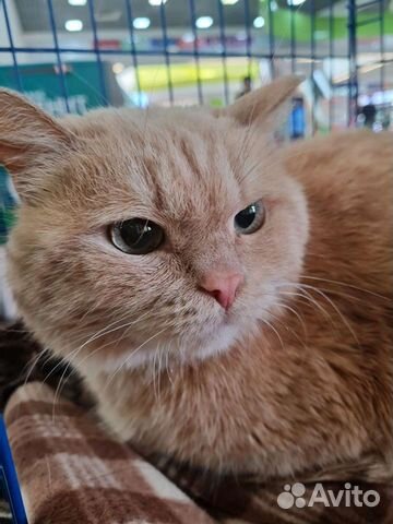 Молодой рыжий кот