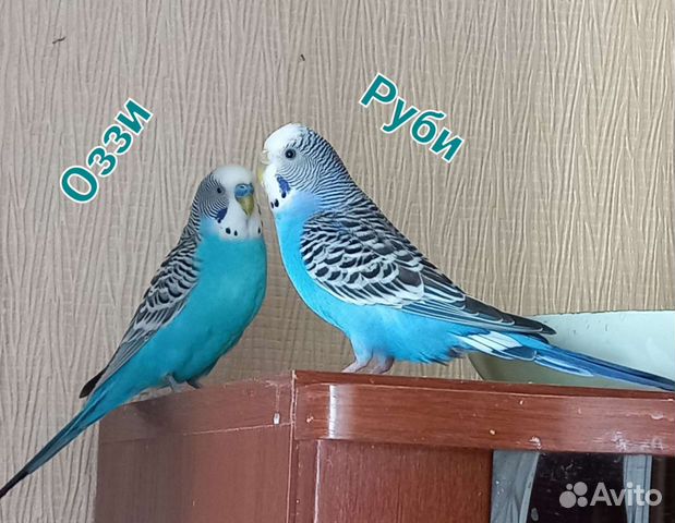 Волнистые попугаи с клеткой