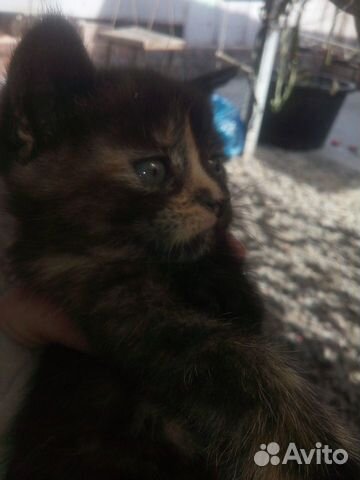 Котята от шатландки