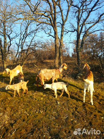 Нубийские козы