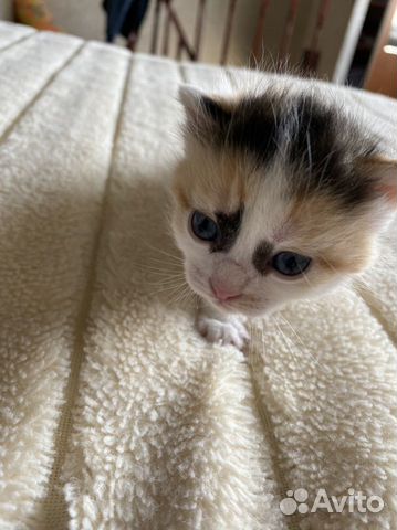 Котята. трех-цветные