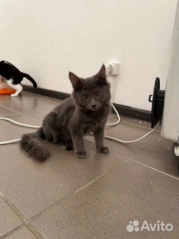 Кошечки ищут дом