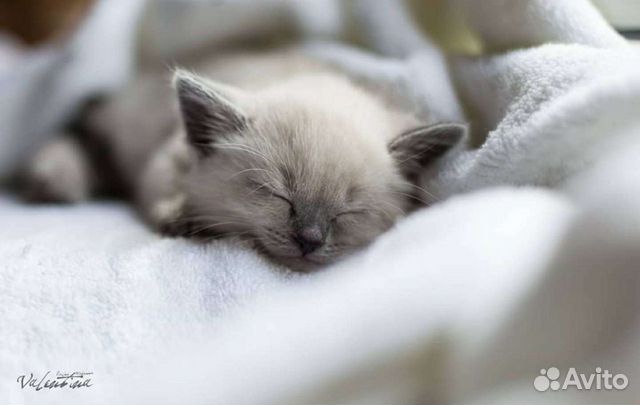 Сиамские котята