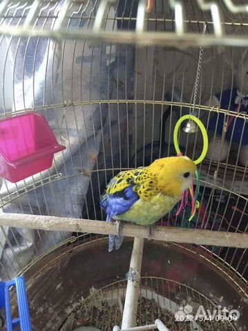 Папугай разэлла 5 мес