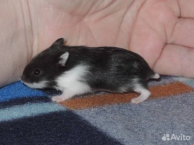 Джунгарский хомяк