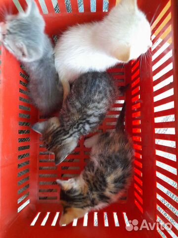 Котята