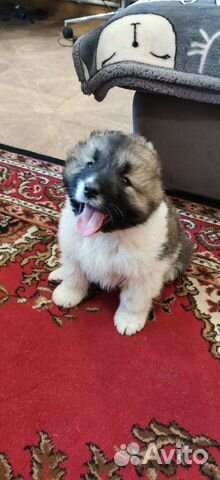 Щенки кавказской овчарки