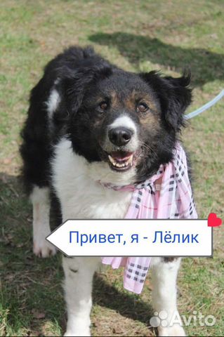 Собачка в добрые руки, зовут Лёлик