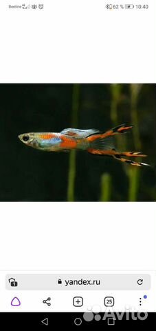 Гуппи подростки