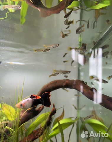 Гуппи + мальки гуппи 15-20 шт