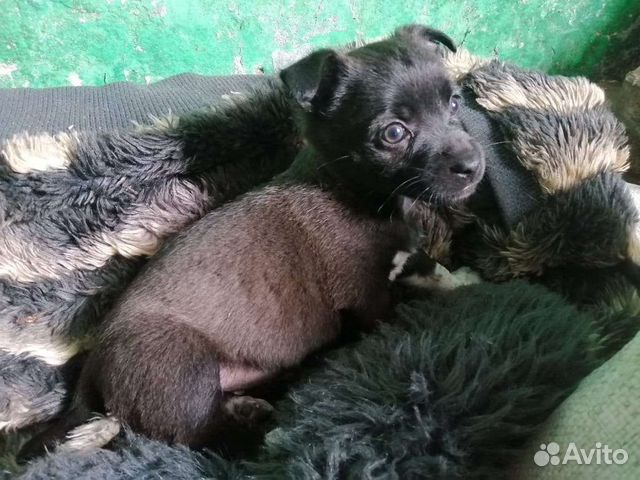 Отдаю бесплатно животных