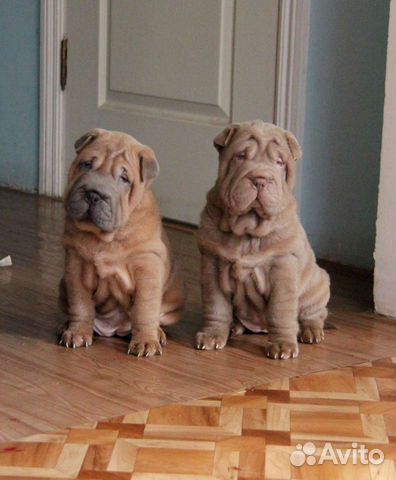 Складчатое чудо