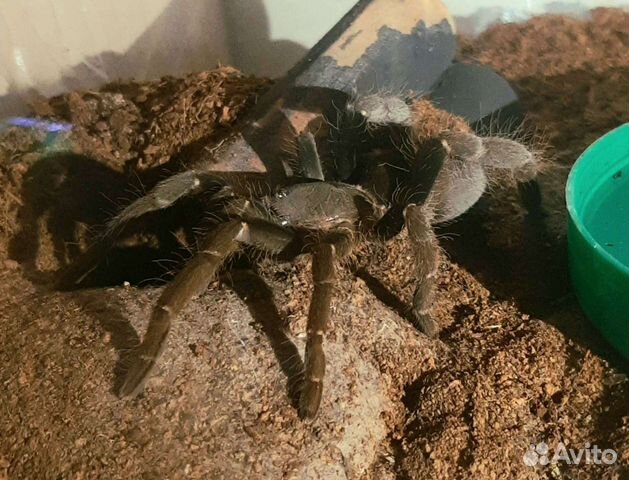 Паук птицеед