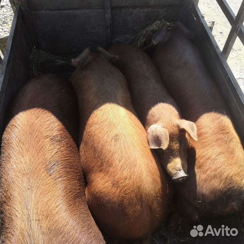 Свиньи, хряки крс