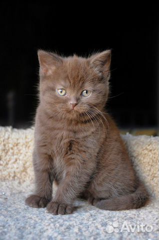 Шоколадная принцесса