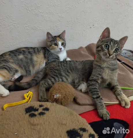 Девочки ищут дом