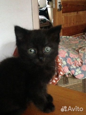 Котёнок коричневого цвета