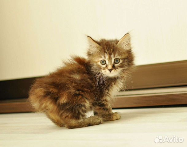 Кошки курильский бобтейл