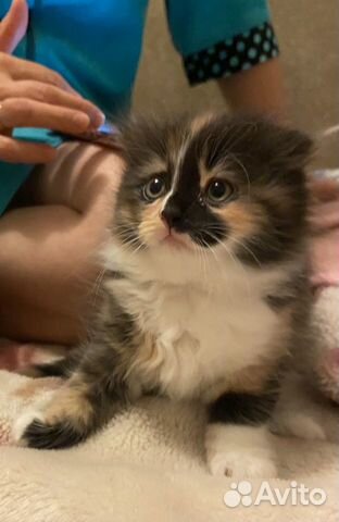 Кошечка красоточка