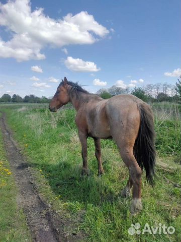 Карачаевский жеребец