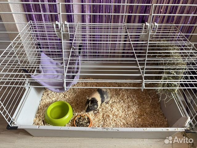 Морская свинка мальчик