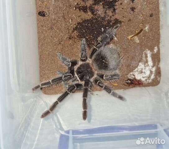 Паук птицеед