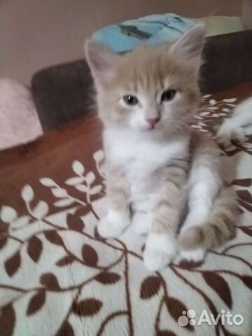 Рыженький котенок в добрые руки