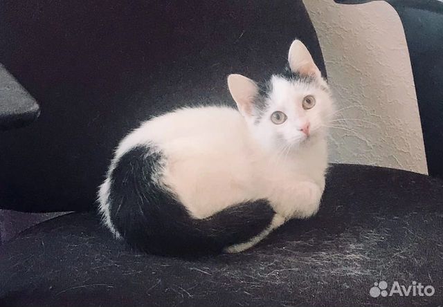 Котенок