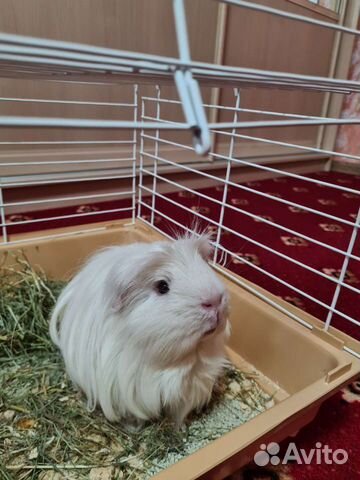 Морская свинка