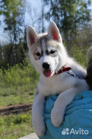 Малыш сибирский хаски