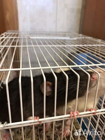Крысы отдам бесплатно