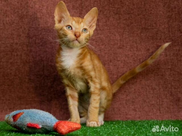 Кудрявые кошки,порода уральский Рекс