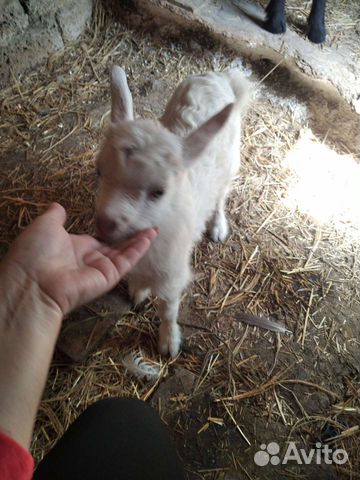 Зааненские козы и козлята продажа