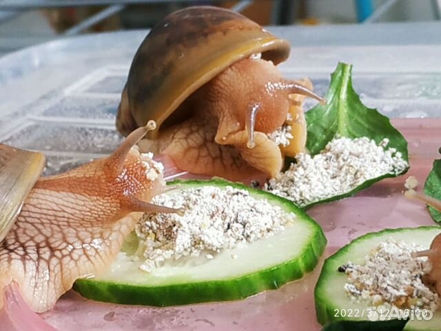 Улитки Ахатины бесплатно