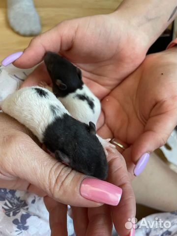 Крысята дамбо