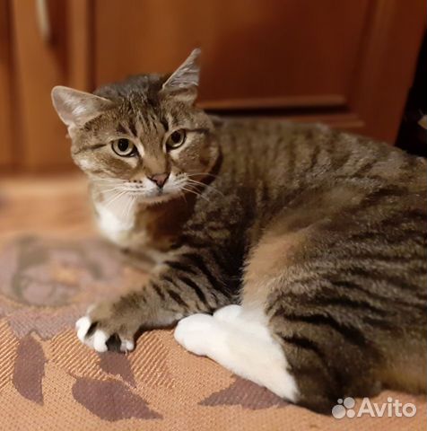 Кошка Муся с трудной судьбой