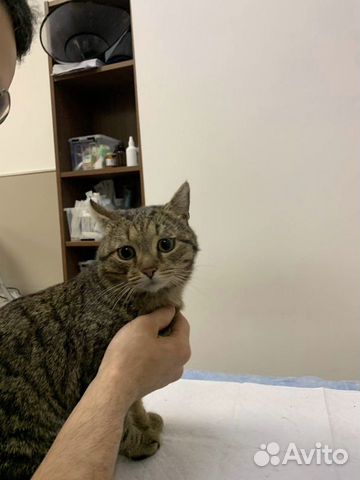 Котик Томас в добрые и ответственные руки