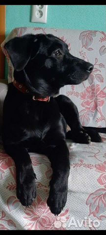 Отдам собаку в добрые руки