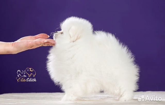 Щенок померанского шпица. Редкий белый окрас