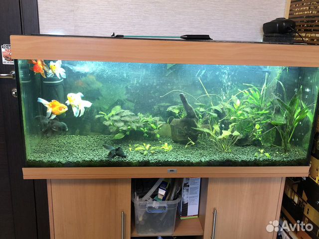Аквариум juwel rio 240