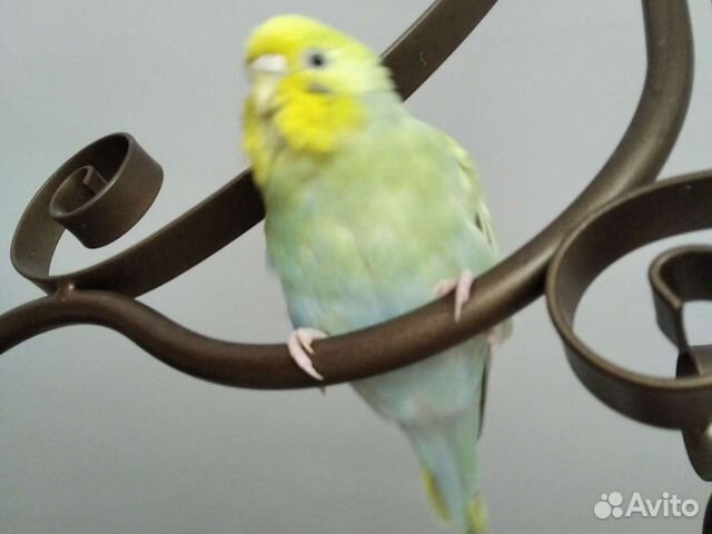 Попугай который больно кусается